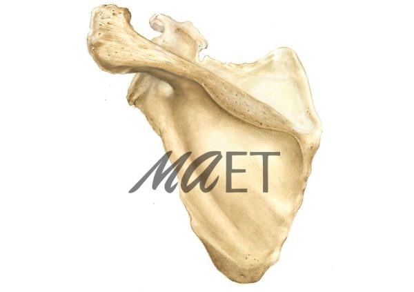 Home - Medical Artists' Education Trust